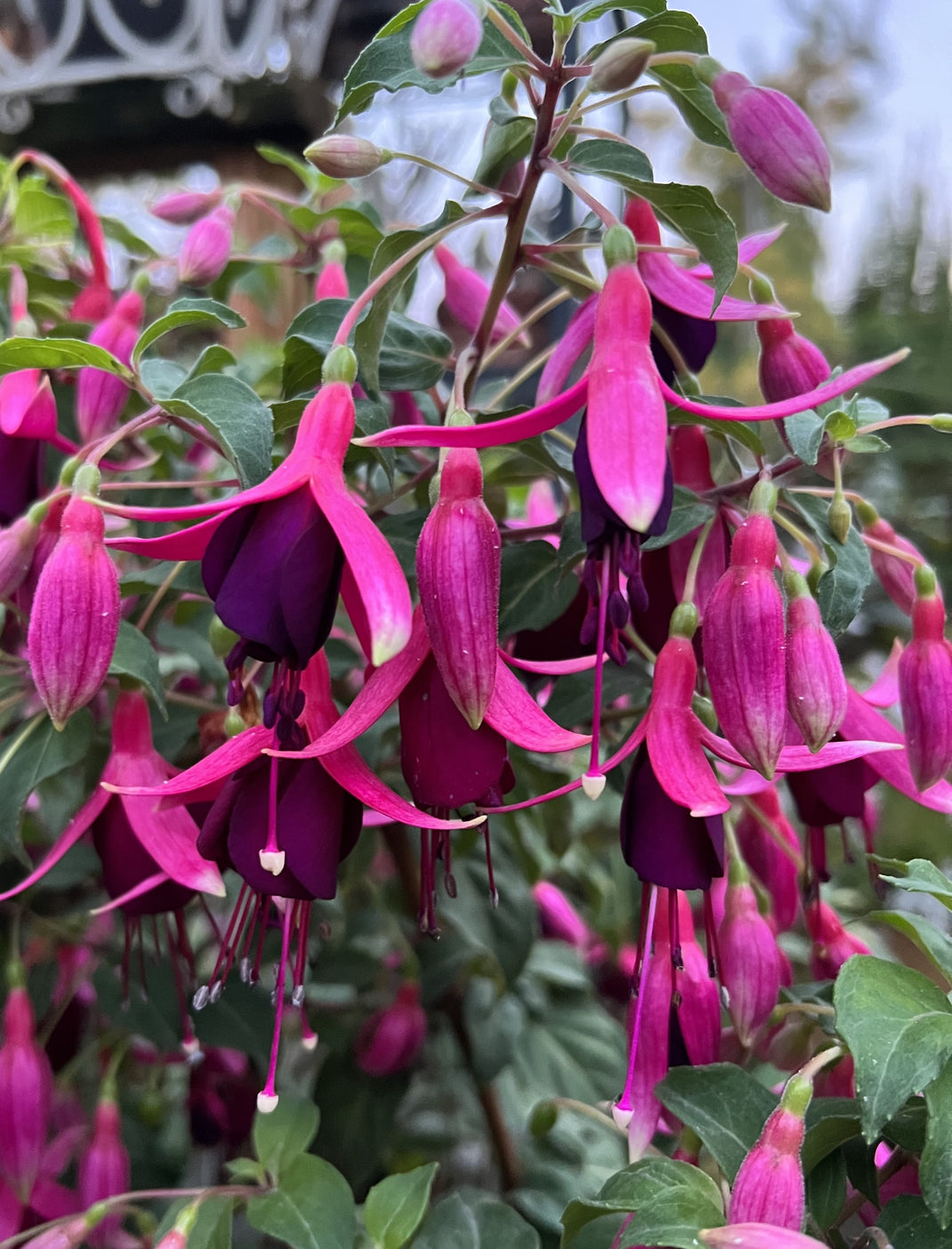 DebRon's Fuchsia Breeder